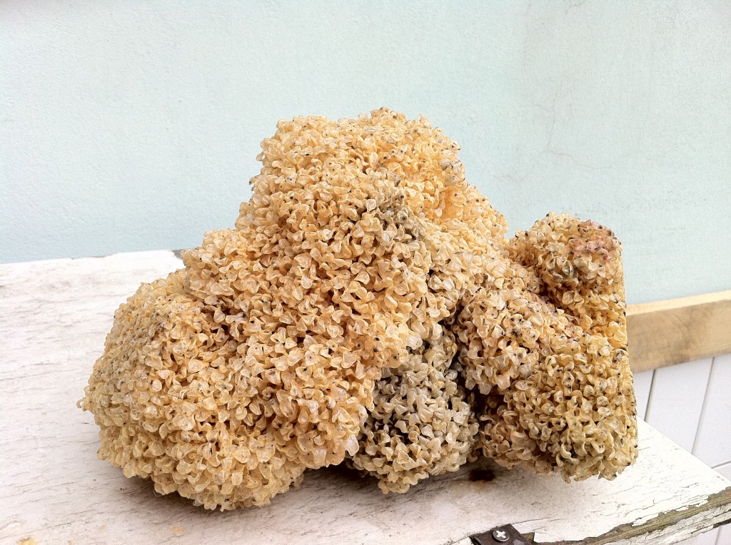 Risotto, garusoli e spinaci